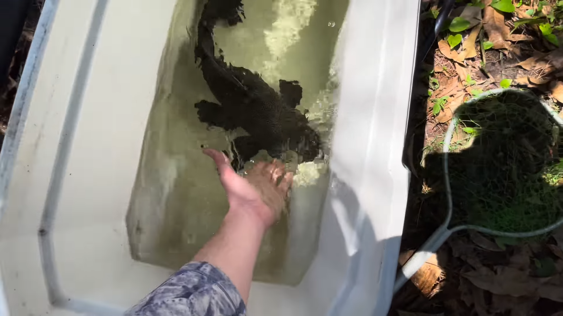 Weird alien fish that actually clean the pond