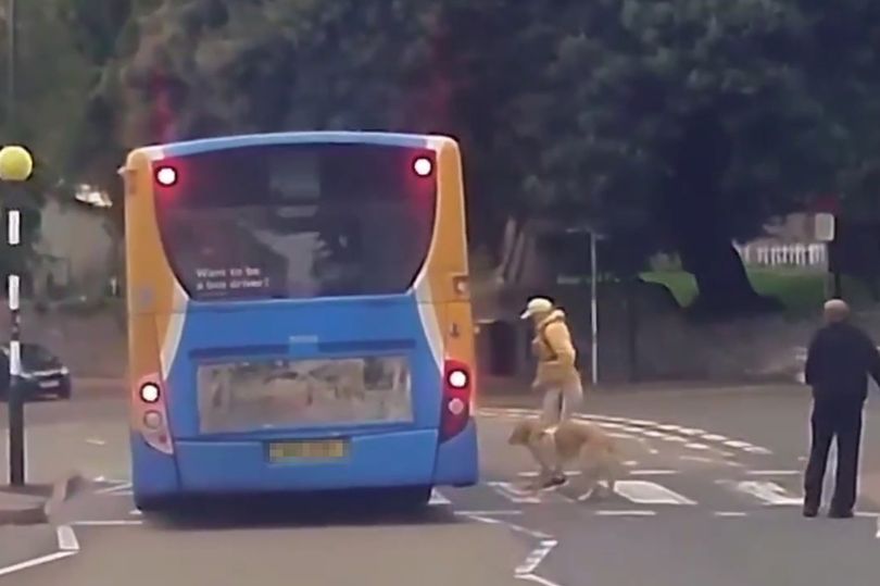 Blind man and guide dog inches from disaster on zebra crossing