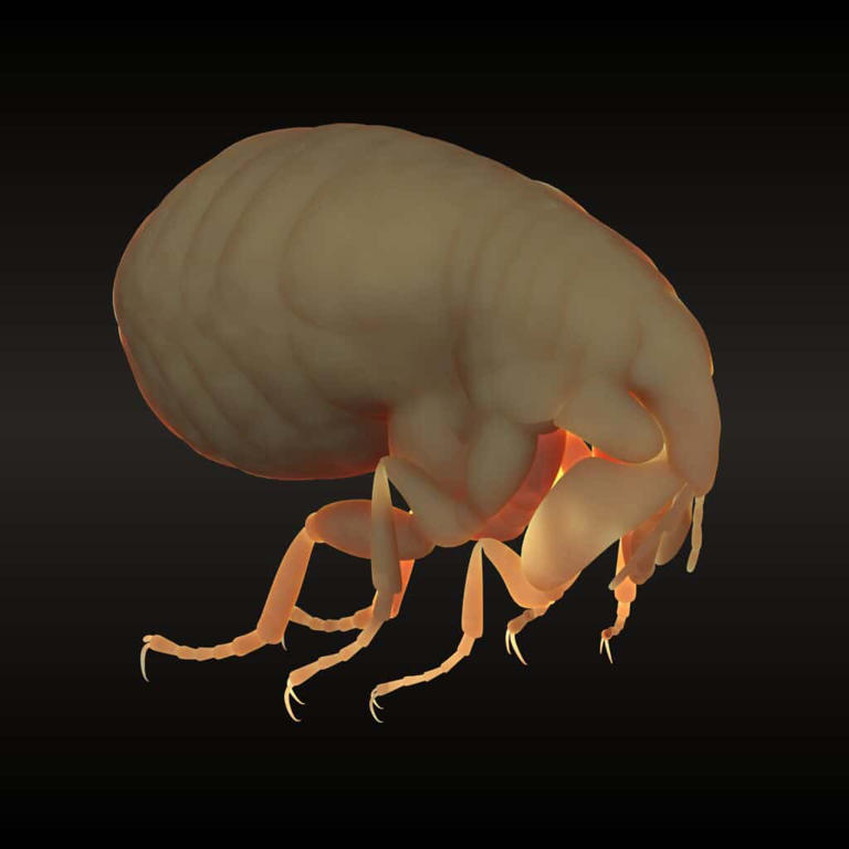 Sand Fleas: What They Look Like and How to Identify Them