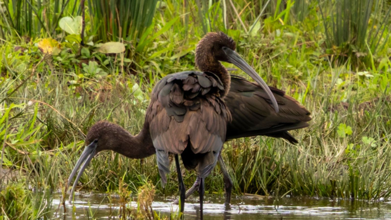 Rare water bird visitor spotted in part of Scotland for first time