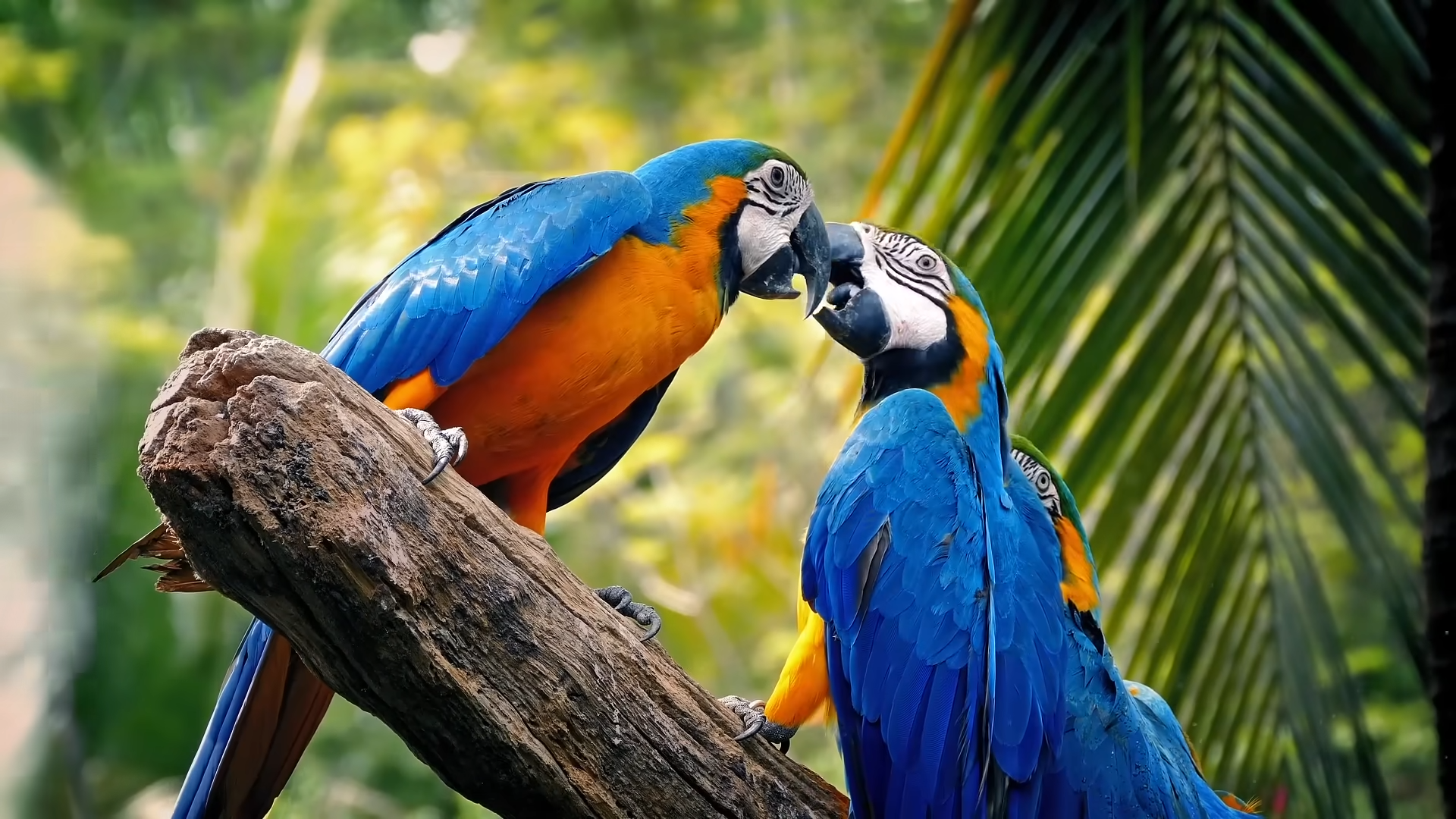 The Hidden Power of Parrots: Evolution’s Ultimate Tricksters