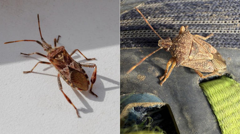 How To Know If What You're Seeing Is A Stink Bug Or Just A Lookalike