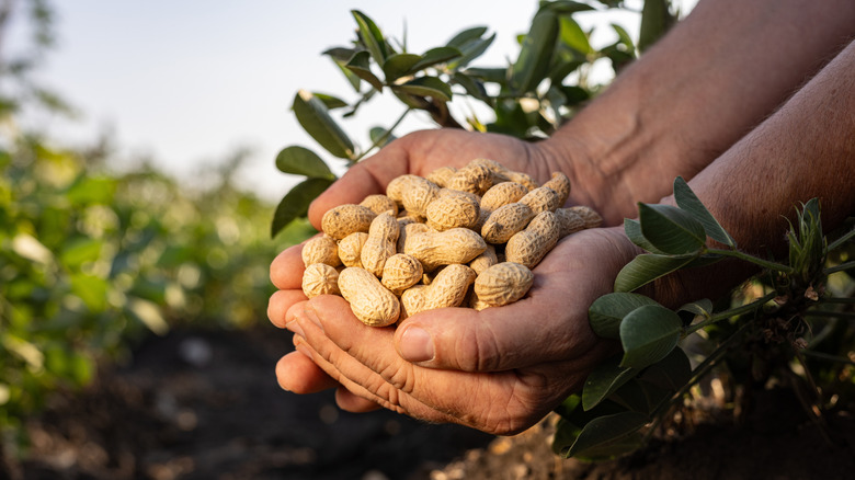 Yes, You Can Eat Peanut Shells (But There's A Catch)