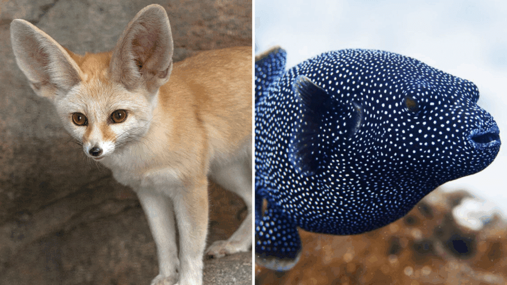 Animals That Look Cute but Are Surprisingly Dangerous