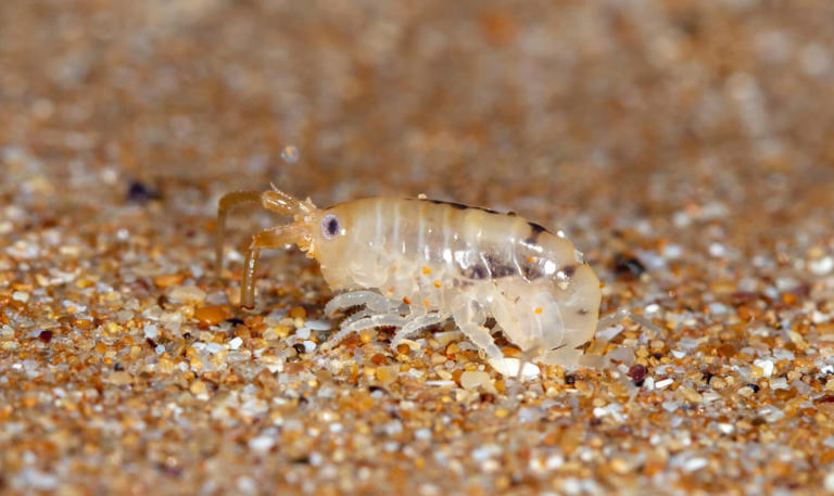 Sand Fleas: What They Look Like and How to Identify Them