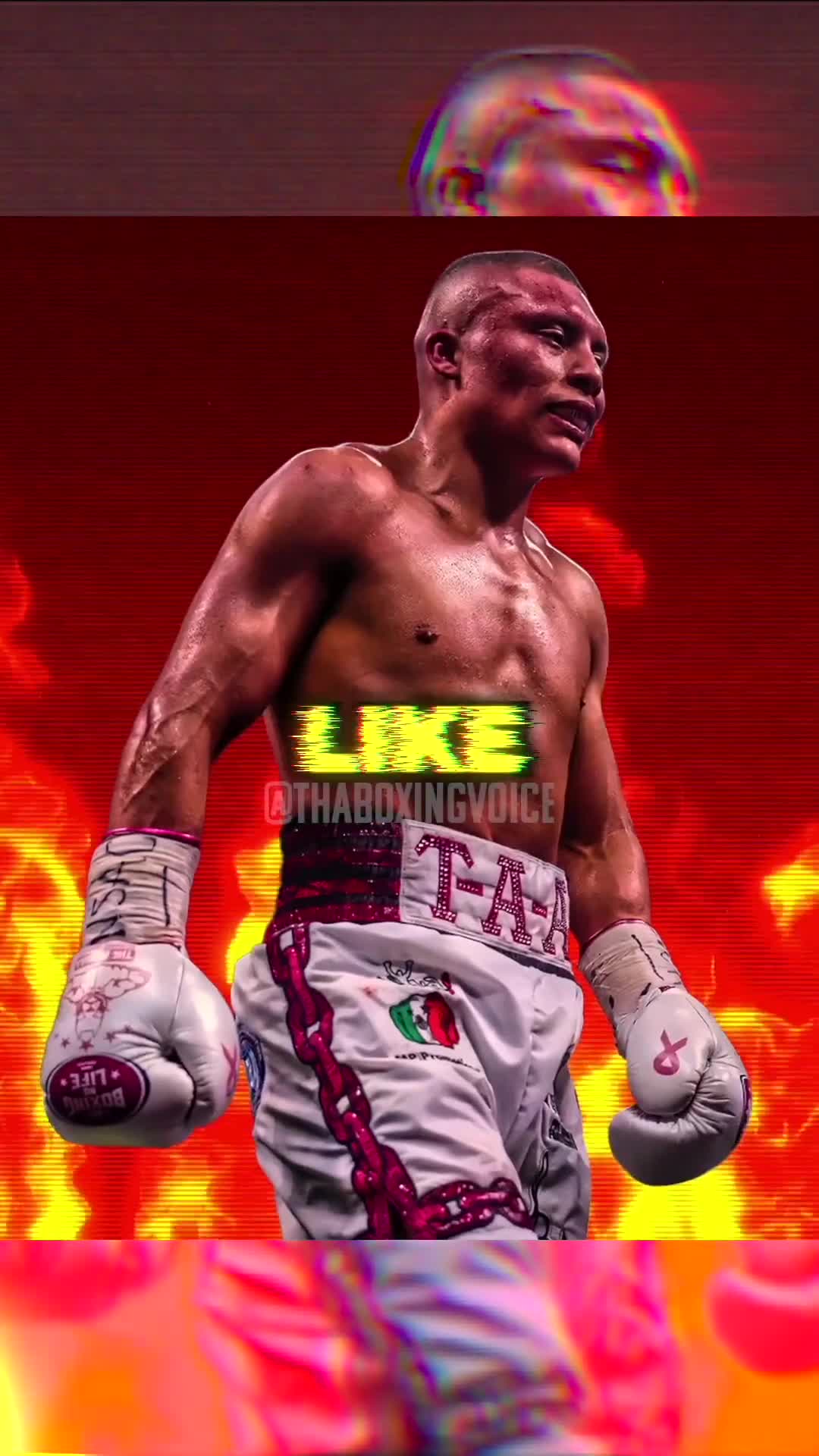 "PITBULL OBVIOUSLY HITS HARD, BUT HOW HARD? ROLLY WOULDN'T GO DOWN!" DO ...