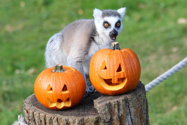 Tickets for a tenner this October Half-term