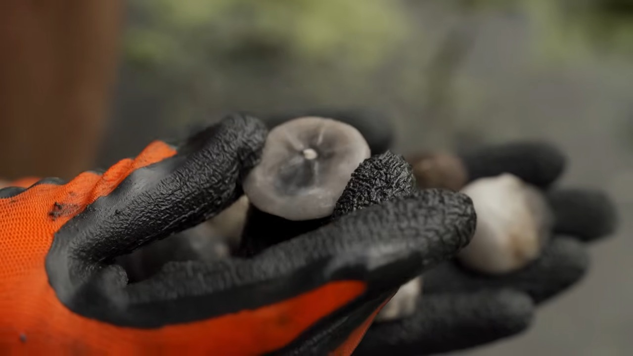 Incredible Fossil Discovery While Rockhounding Florida