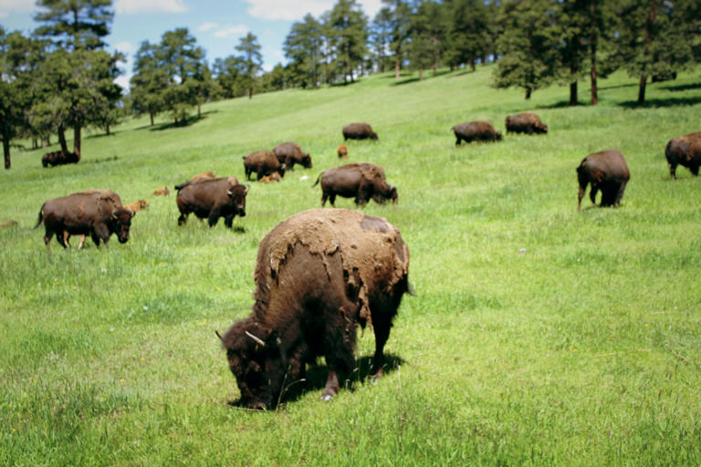 Where to See America’s Bison Migrations: Ancient Trails to Explore