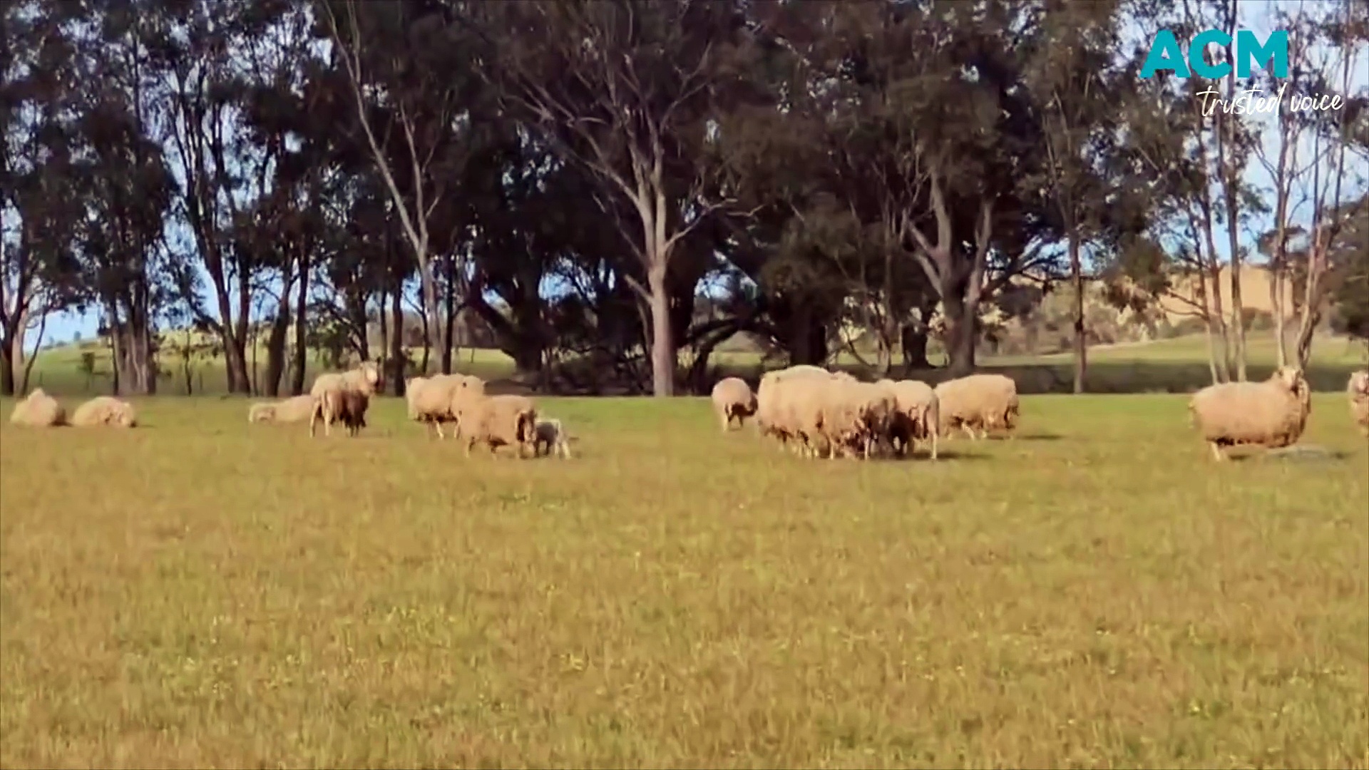 Agriculture Victoria is investigating alleged sheep abuse at a Toolleen ...