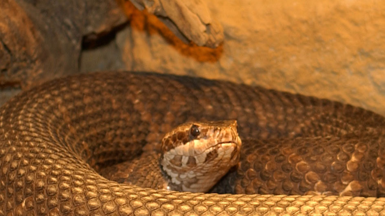 Male vs female cottonmouth snakes: Size, hunting patterns, and ...