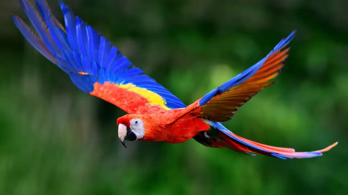 8 birds known for their vibrant plumage