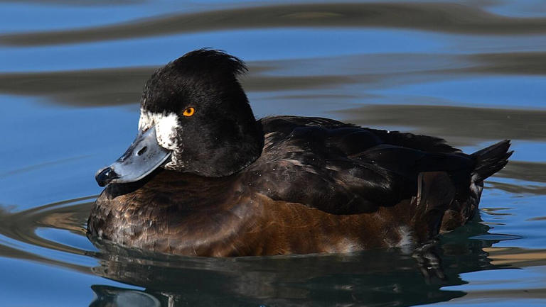 Une observation exceptionnelle: Un canard très rare repéré à Neuchâtel ...