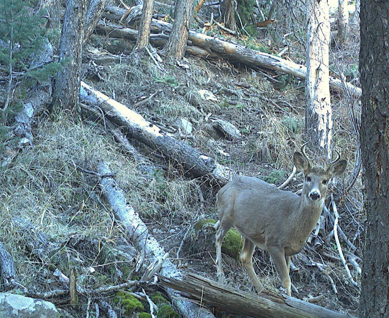 Whitetail deer, not known for migration, spotted traversing Yellowstone ...