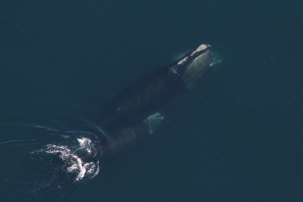 North Atlantic right whale population grew slightly in 2024