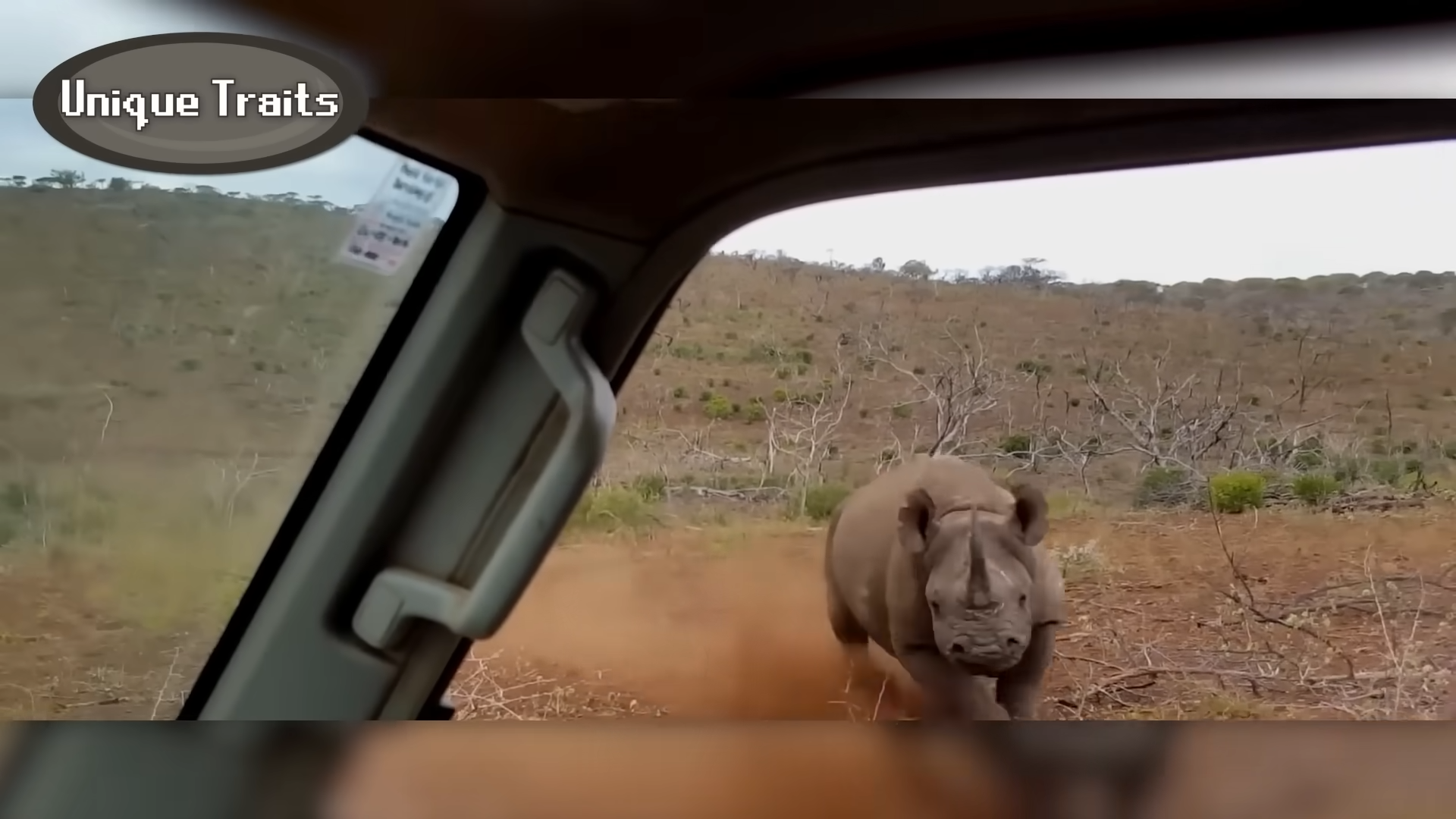 Rhinos: The Near-Invincible Giants Evolution Forgot to Nerf