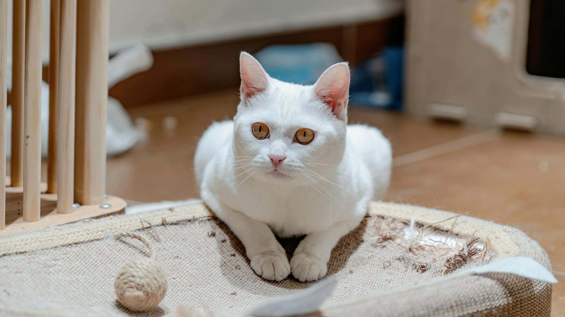 Signs Of An Extremely Bored Cat And What To Do About It