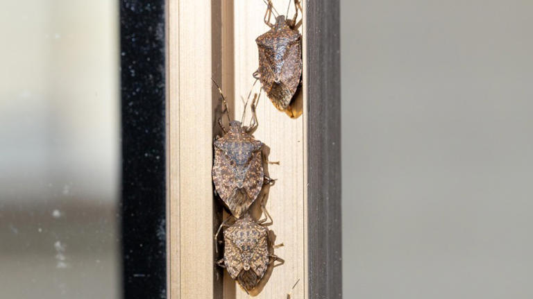 How To Know If What You're Seeing Is A Stink Bug Or Just A Lookalike