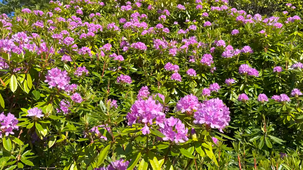 How a beautiful pink plant became Scotland’s biggest problem