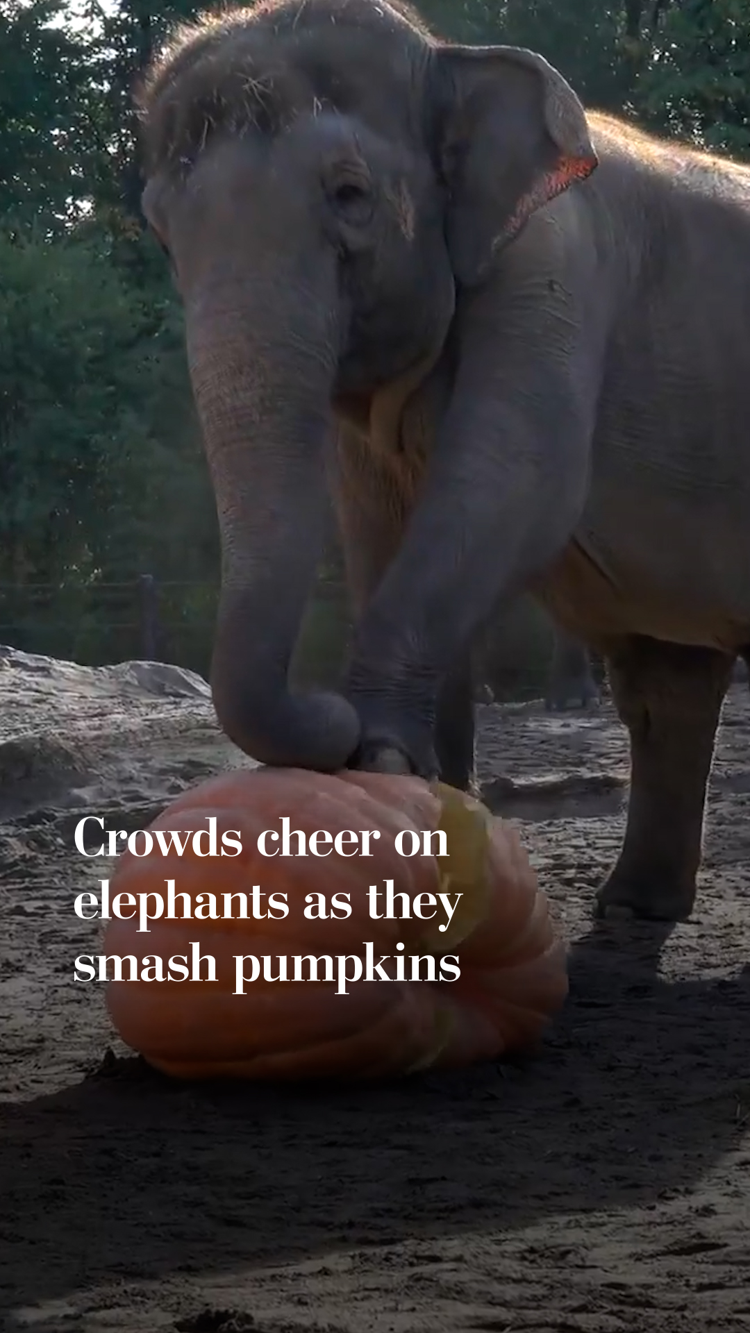 Crowds cheer on elephants as they smash pumpkins