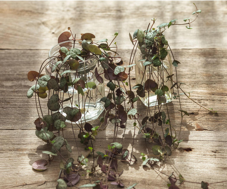 I Write About Houseplants For a Living and These Are the 5 Most Stylish ...