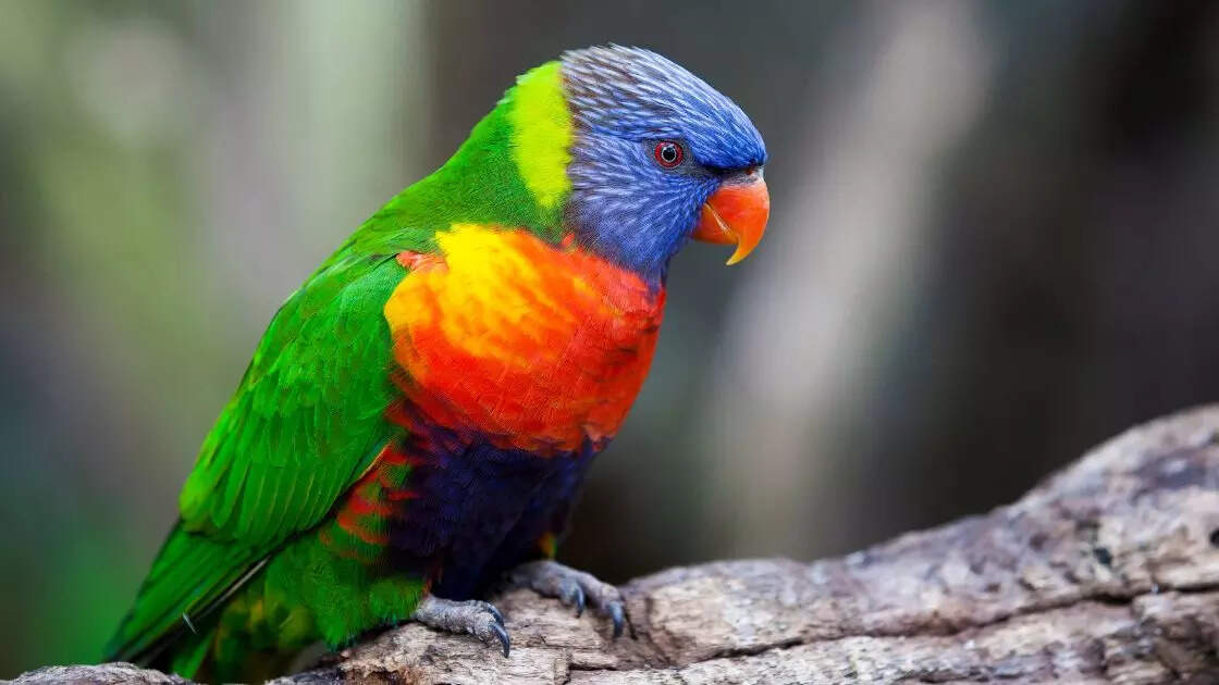 8 birds known for their vibrant plumage