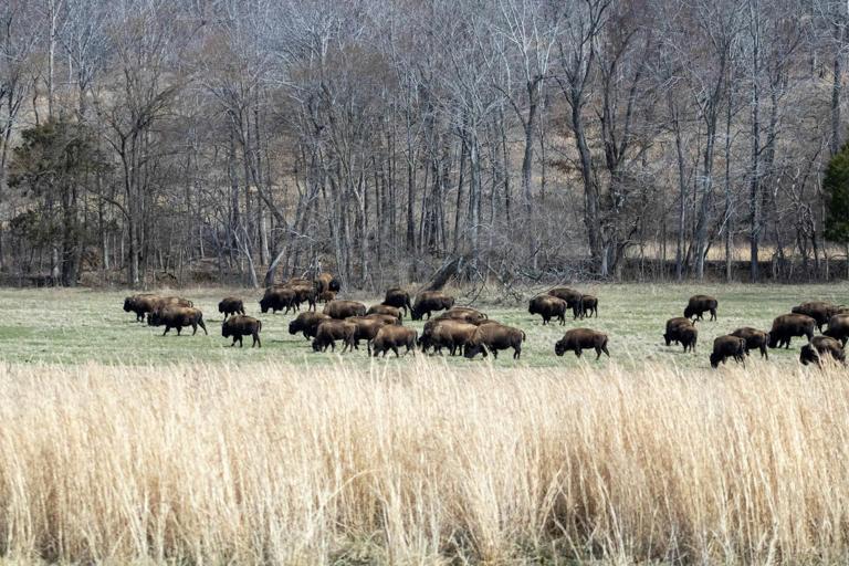 Where to See America’s Bison Migrations: Ancient Trails to Explore