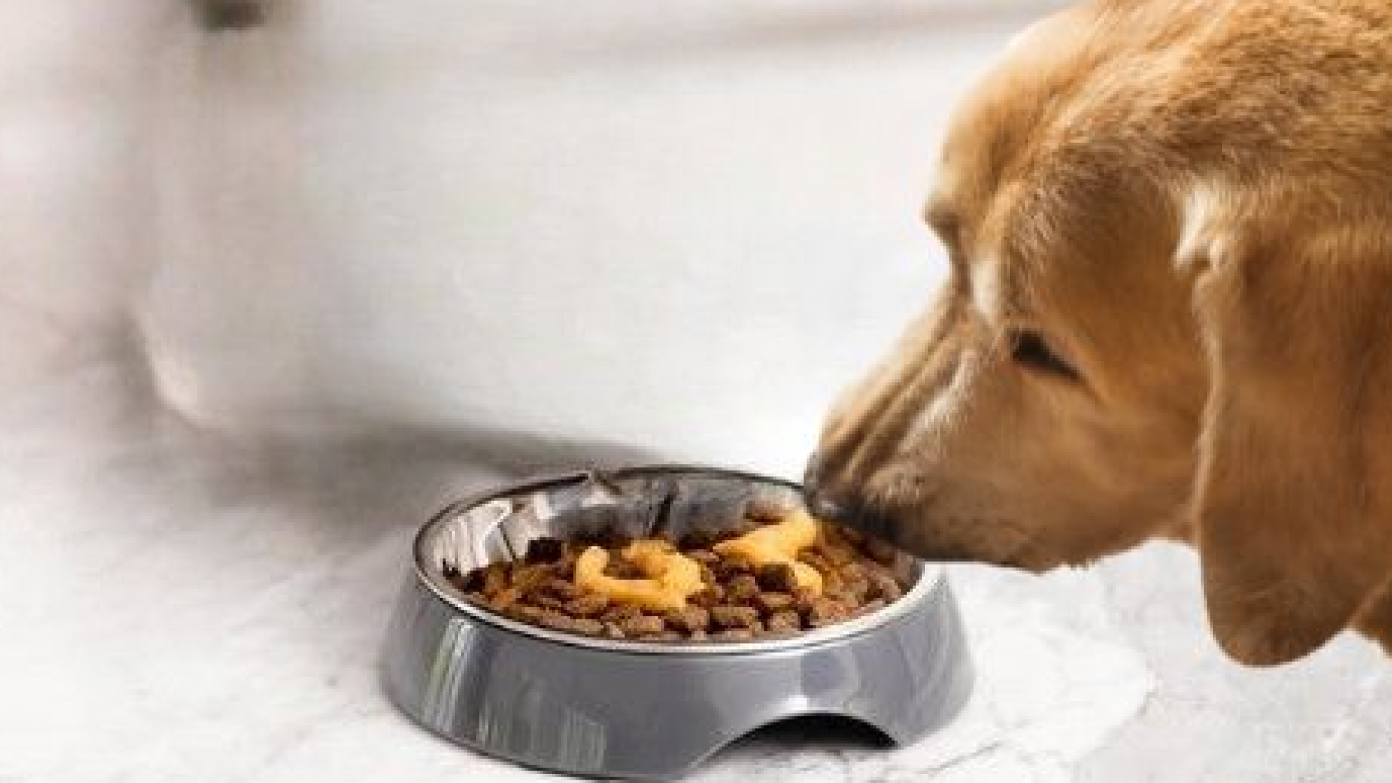 Llega a Chile Churu Meal Topper: El primer alimento completo de Inaba ...