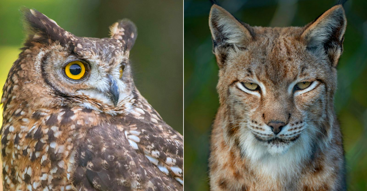 11 Animals That Could Take Down A Bobcat