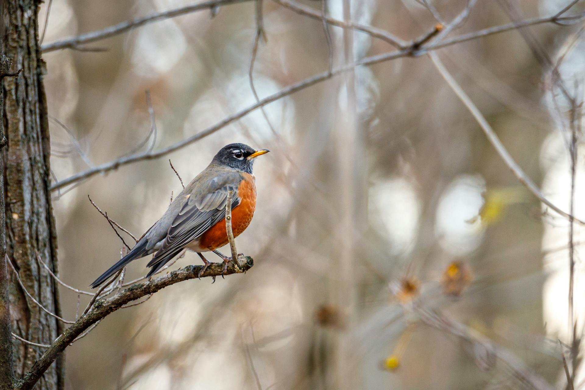 Why Robins Skip The Bird Feeder And What To Do Instead To Welcome Them ...