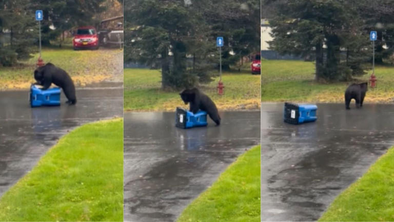 Massive Bear Tries To Break Into Trash Can In Alaska, Ends Up Giving It ...