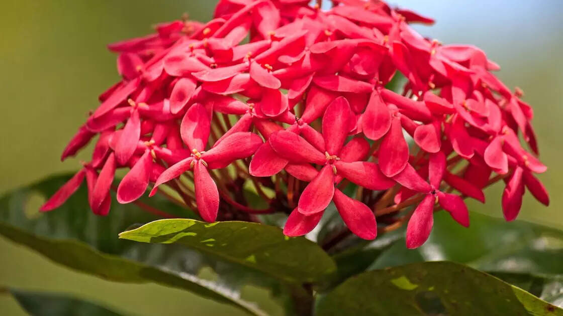 10 vibrant flowers to attract sweetly chirping birds to the balcony garden