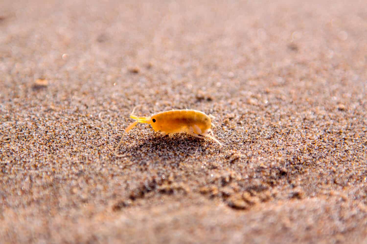 Sand Fleas: What They Look Like and How to Identify Them