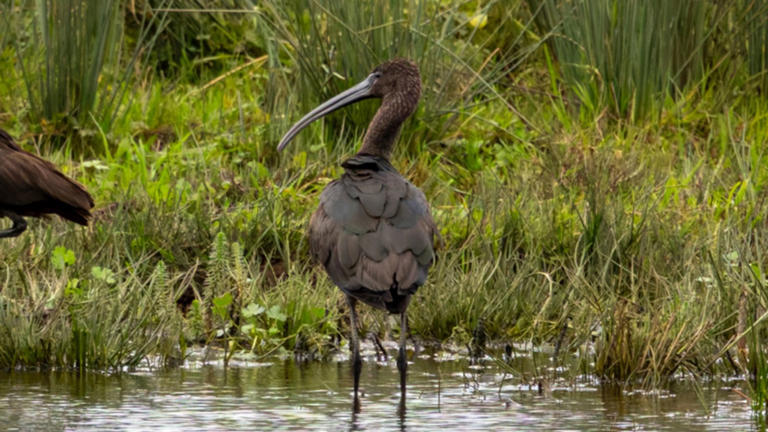 Rare water bird visitor spotted in part of Scotland for first time