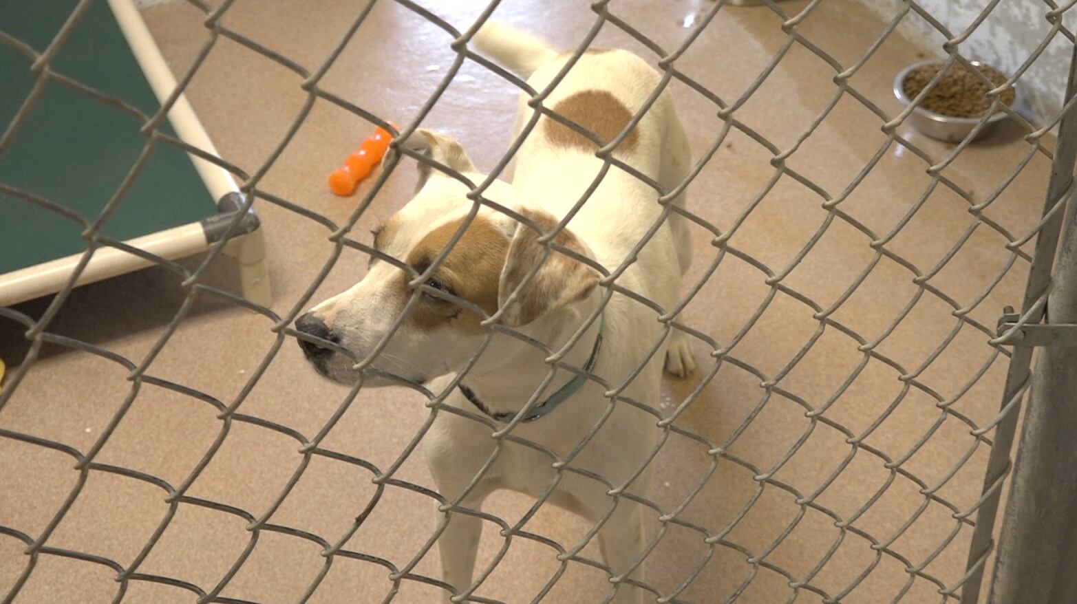 Bartlett shelter halts dog intake due to parvo outbreak