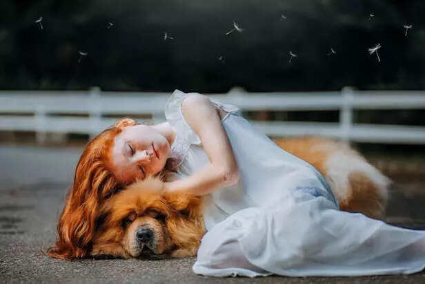 10 Teddy Bear Dog Breeds That You Would Not Get Tired of Hugging