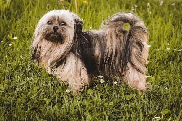 10 Teddy Bear Dog Breeds That You Would Not Get Tired of Hugging