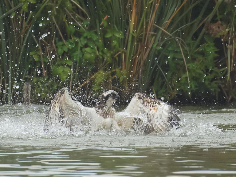 Osprey onsite in October thrills visitors to WWT Arundel Wetland Centre