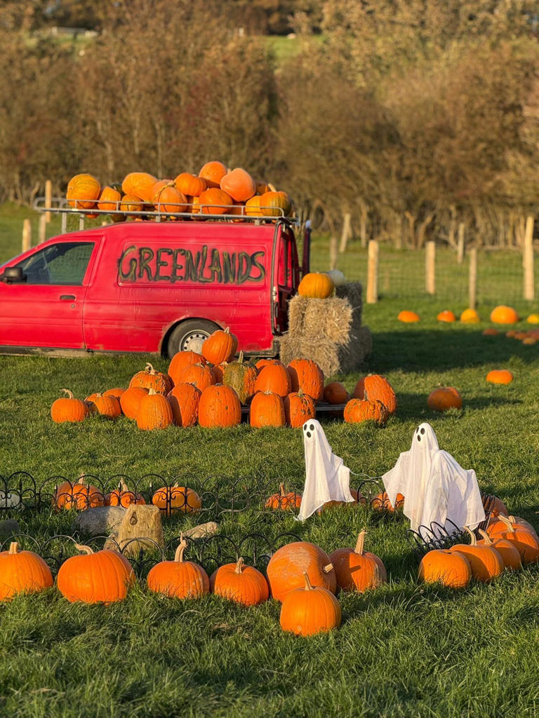 Pumpkin picking returns to Greenlands Farm Village for Halloween fun