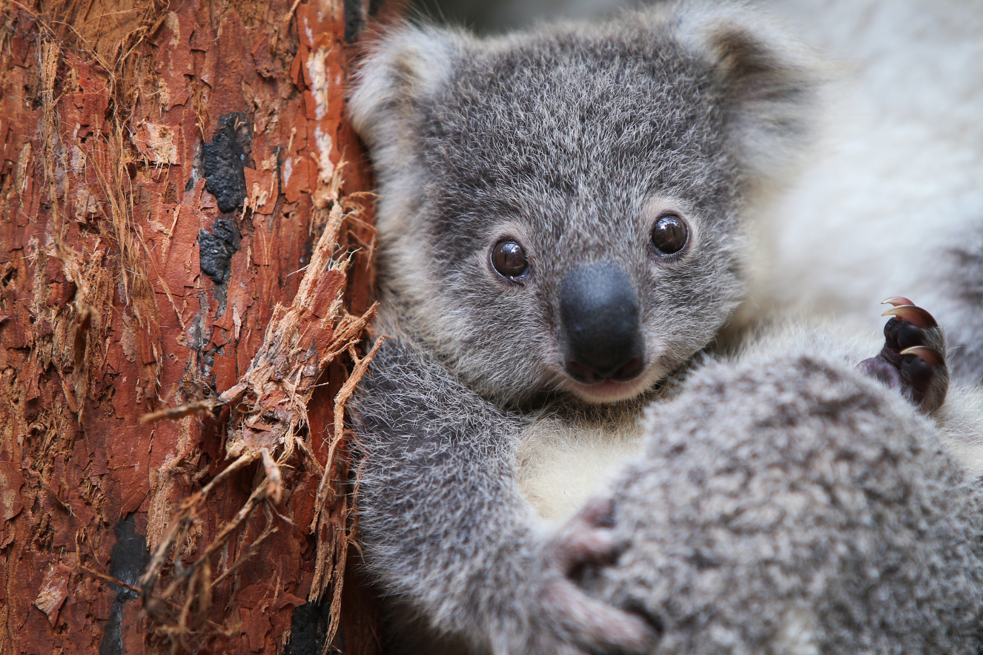 The most useless animals in the world