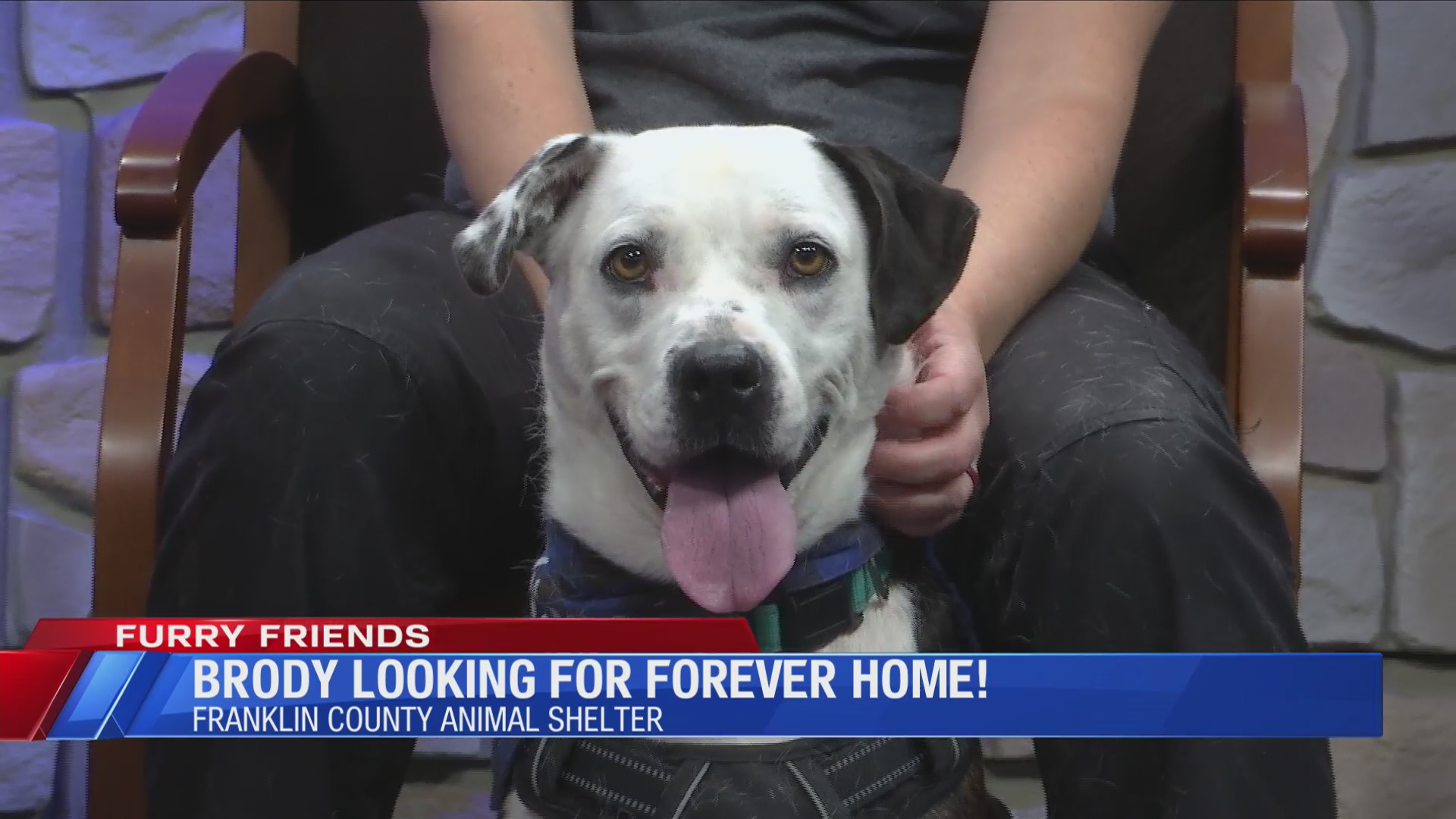 Furry Friends: Meet Brody