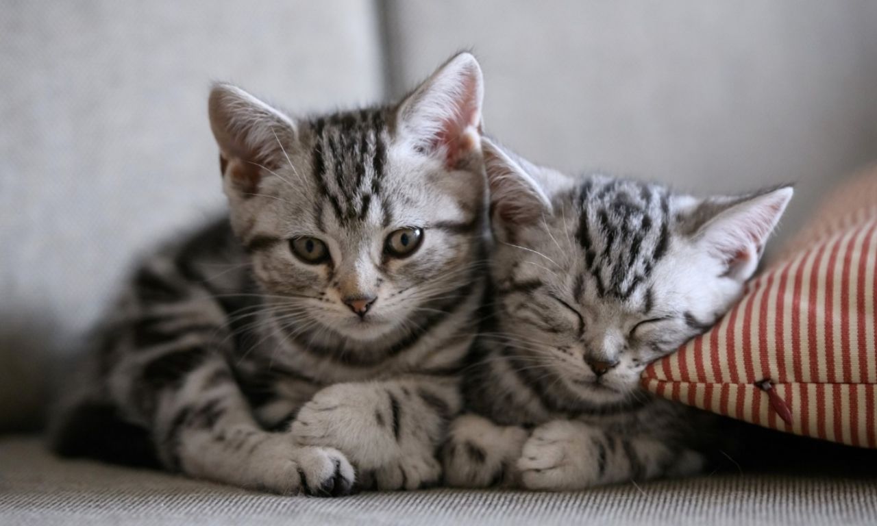 Estas son las 5 mejores razas de gato para tener en casa, según ...