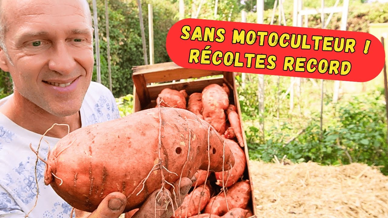 Comment obtenir des patates douces de 1 kg et un sol fertile