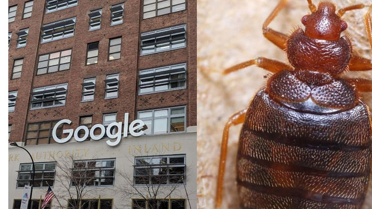 Google Temporarily Shuts New York Office After Bed Bug Infestation ...