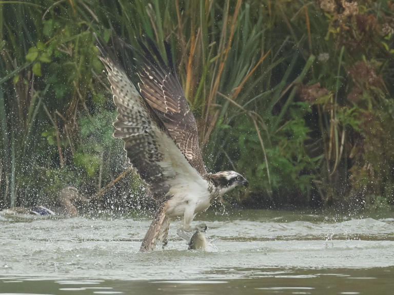 Osprey onsite in October thrills visitors to WWT Arundel Wetland Centre
