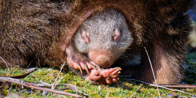 5 fun-facts to impress your friends on International Wombat Day