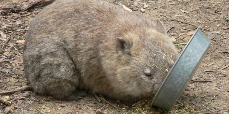 5 fun-facts to impress your friends on International Wombat Day