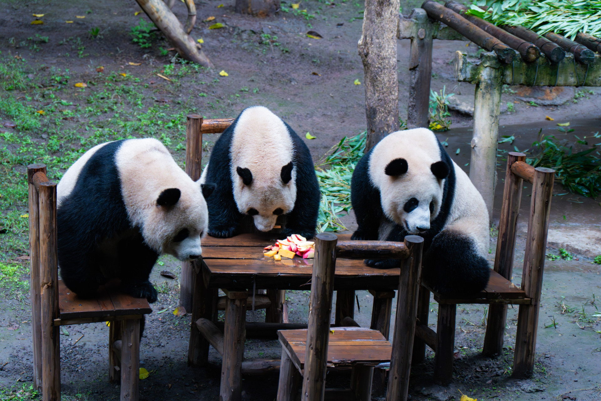 Panda-Diplomatie: Chinas flauschige Strategie