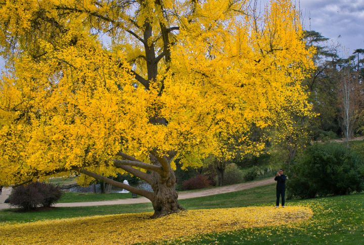 Nature's Toughest Trees That Keep Thriving