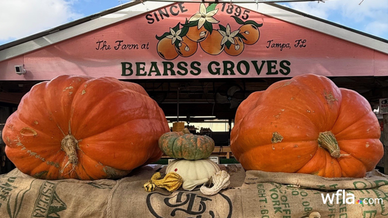 Bearss Grove annual giant pumpkin tradition saved by out-of-state ‘twin ...